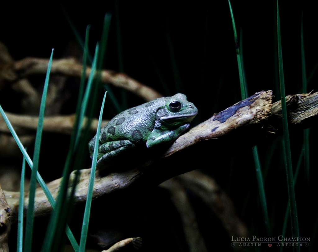 Houston Frog – lucia padron champion